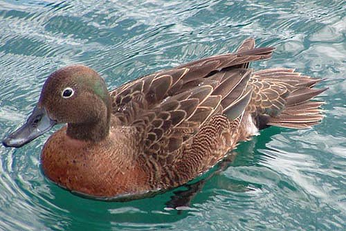 Brown Teal / Pateke | Brown Teal / Pateke Recovery Program